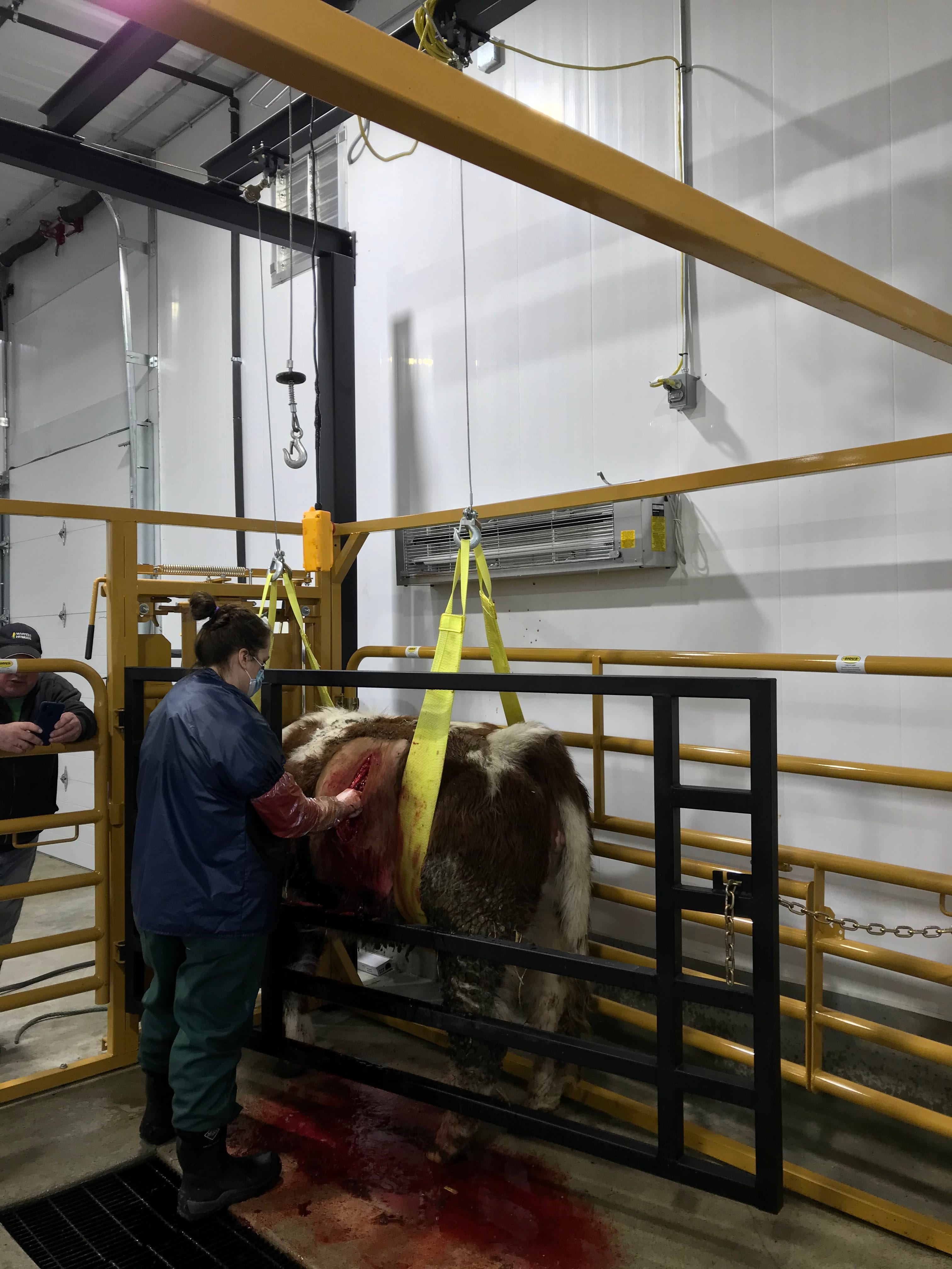 Equine/Large Animal Services